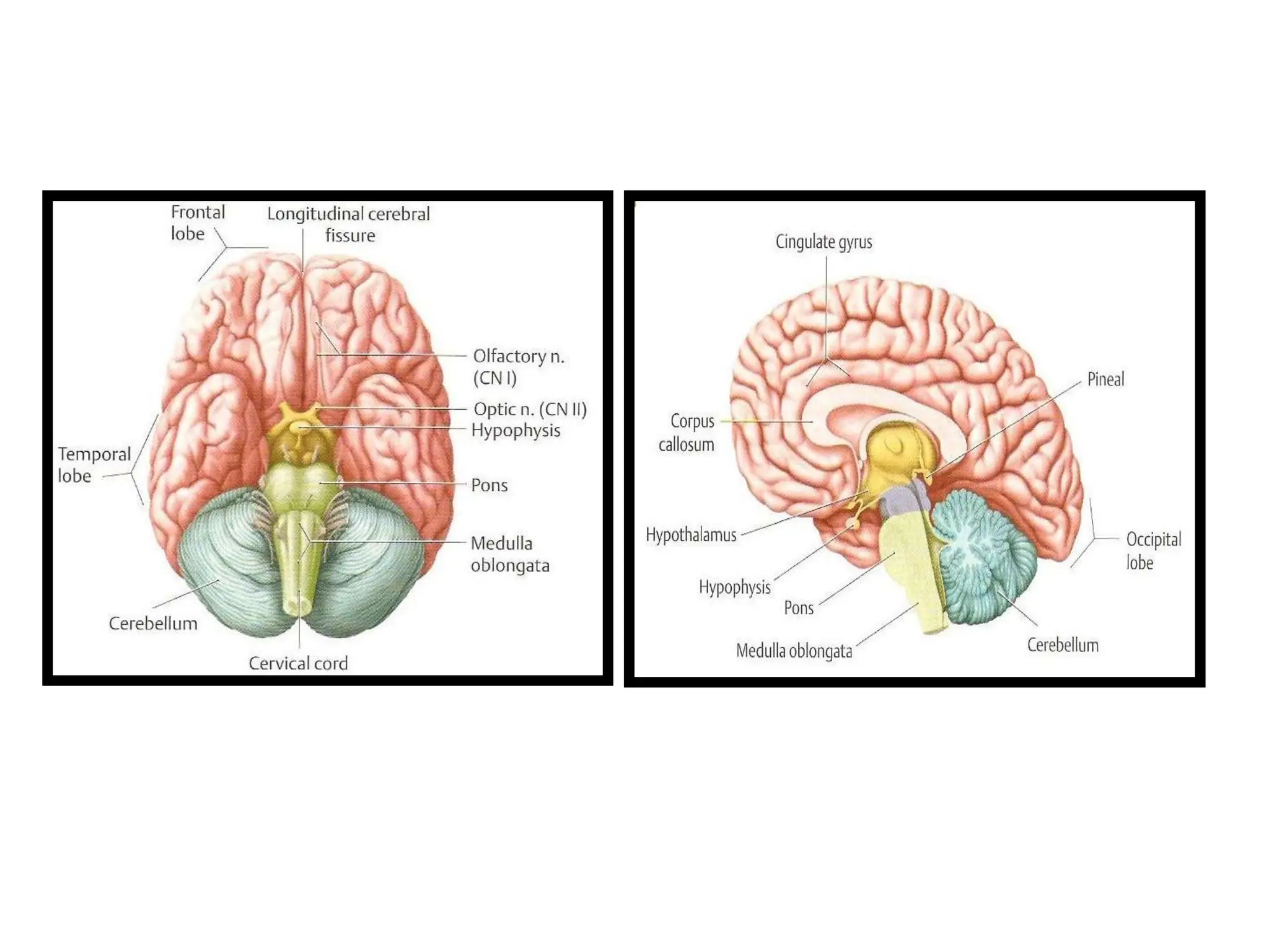 detailed Human Anatomy, various body part, detailed structure | PPTX