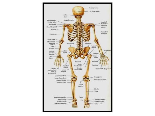 detailed Human Anatomy, various body part, detailed structure | PPT