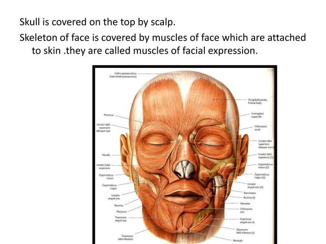 detailed Human Anatomy, various body part, detailed structure | PPT