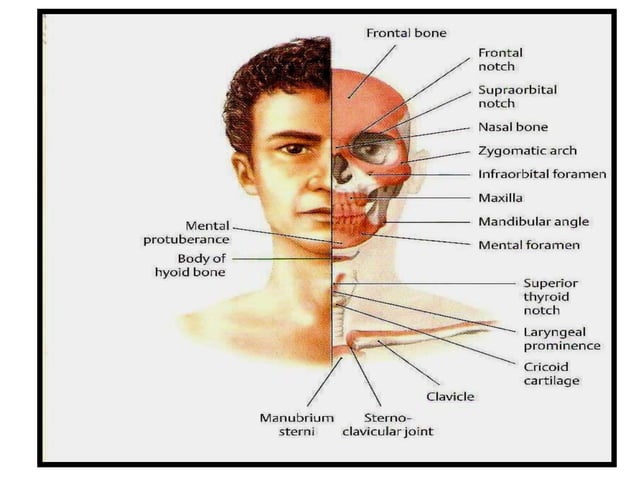 detailed Human Anatomy, various body part, detailed structure | PPT