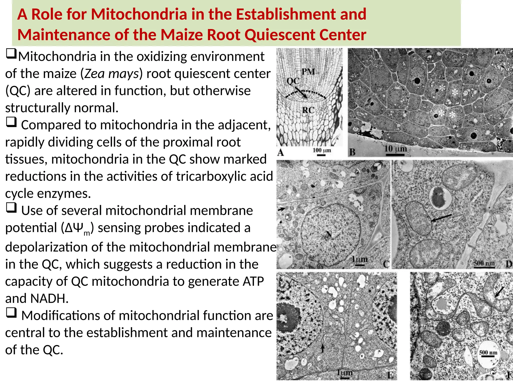 Anatomy, Quiescent centre, and their function | PPTX