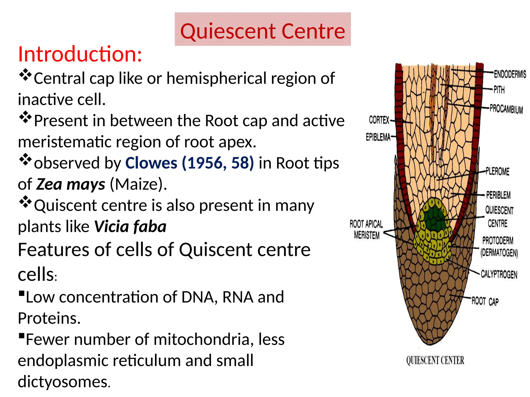 Anatomy, Quiescent centre, and their function | PPTX