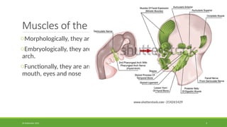 MUSCLES OF FACIAL EXPRESSION........................ | PPTX | Ear, Nose ...