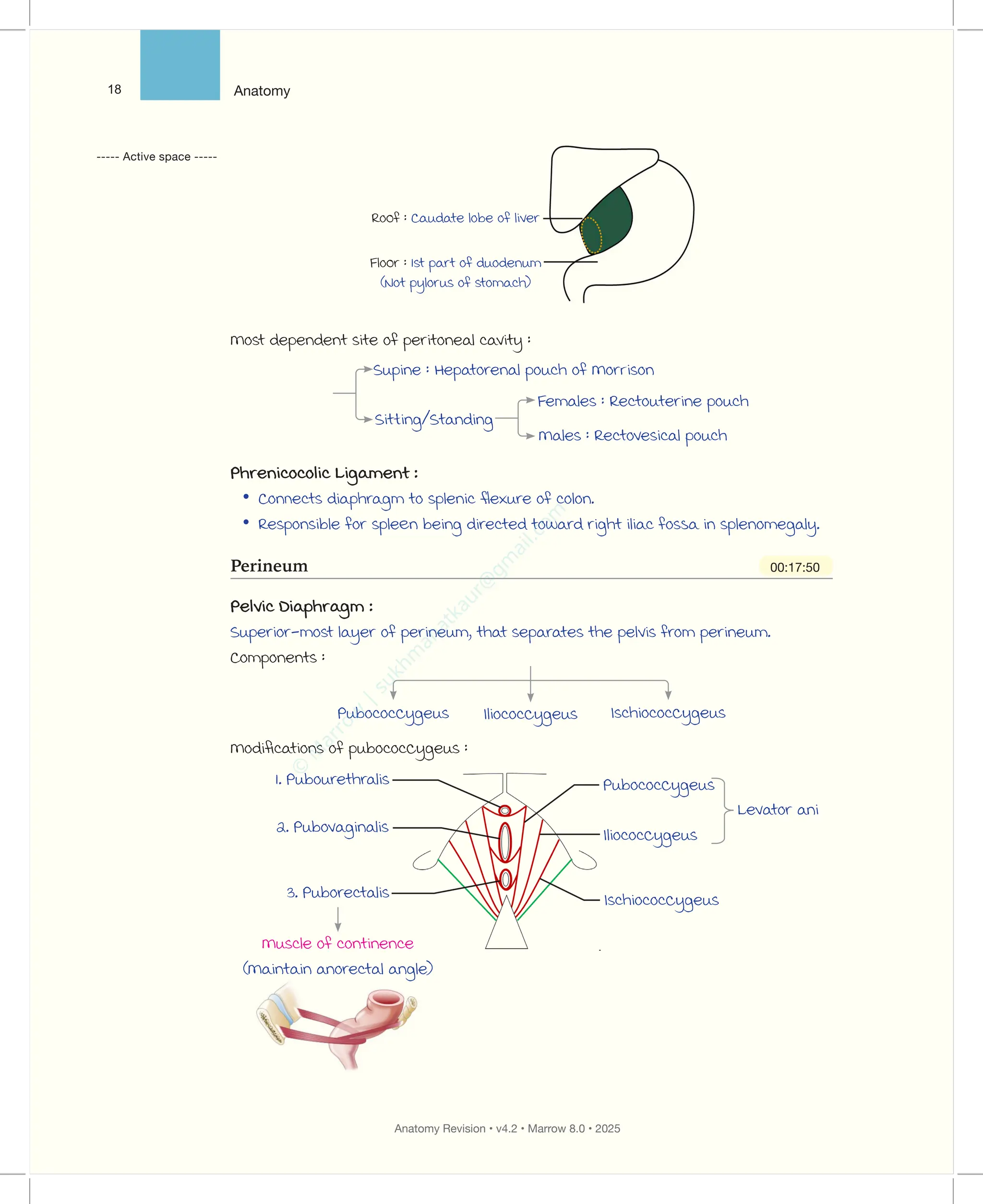 PDF of anatomy.pdf notes prepladder marrow | PDF