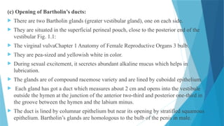 Female reproductive organs, external and internal genitals | PPTX