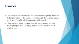 Female reproductive organs, external and internal genitals | PPTX