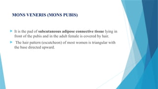 Female reproductive organs, external and internal genitals | PPTX