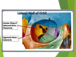 anatomy of orbits basic anatomy covered along with pictures | PPTX