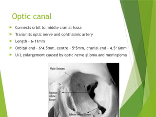 anatomy of orbits basic anatomy covered along with pictures | PPTX