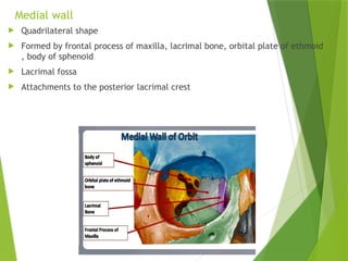 anatomy of orbits basic anatomy covered along with pictures | PPTX