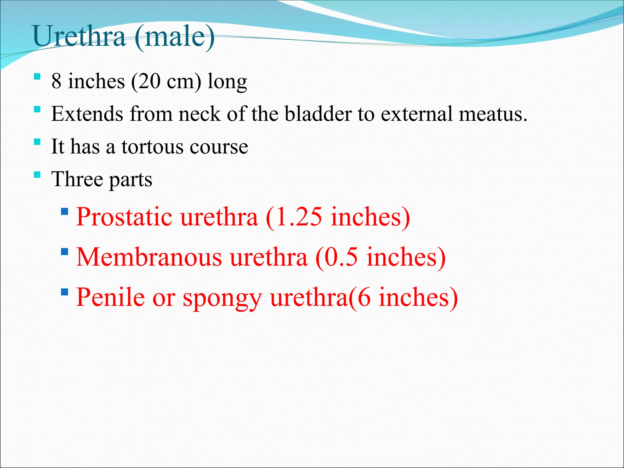 Anatomy of Male and Female Urethra - A Brief | PPT