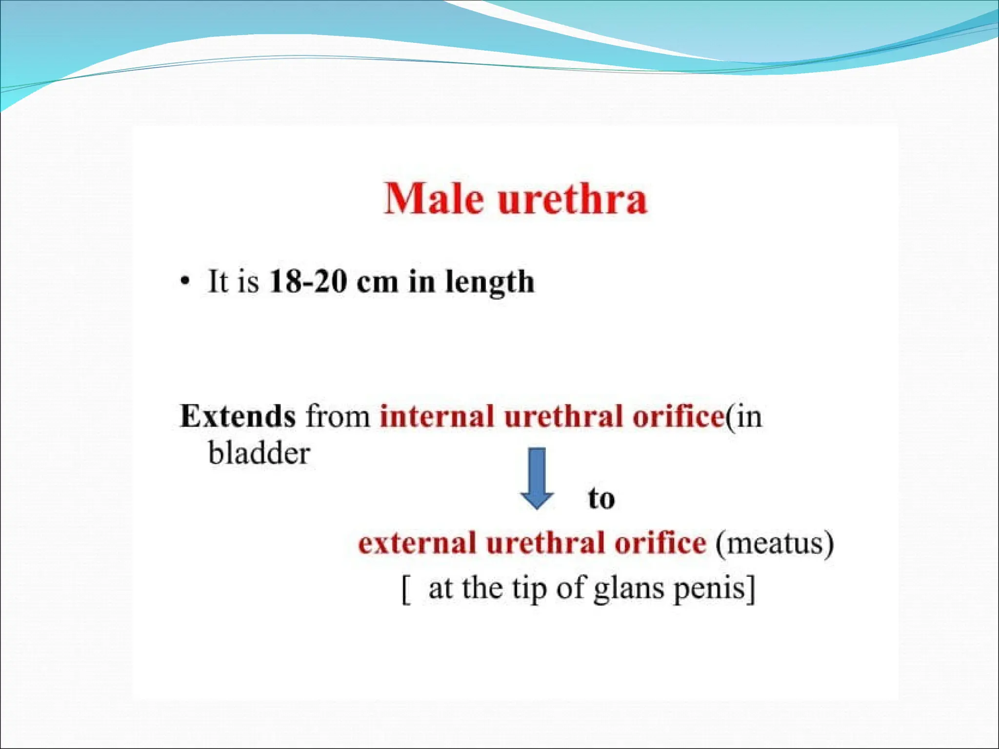 Anatomy of Male and Female Urethra - A Brief | PPT