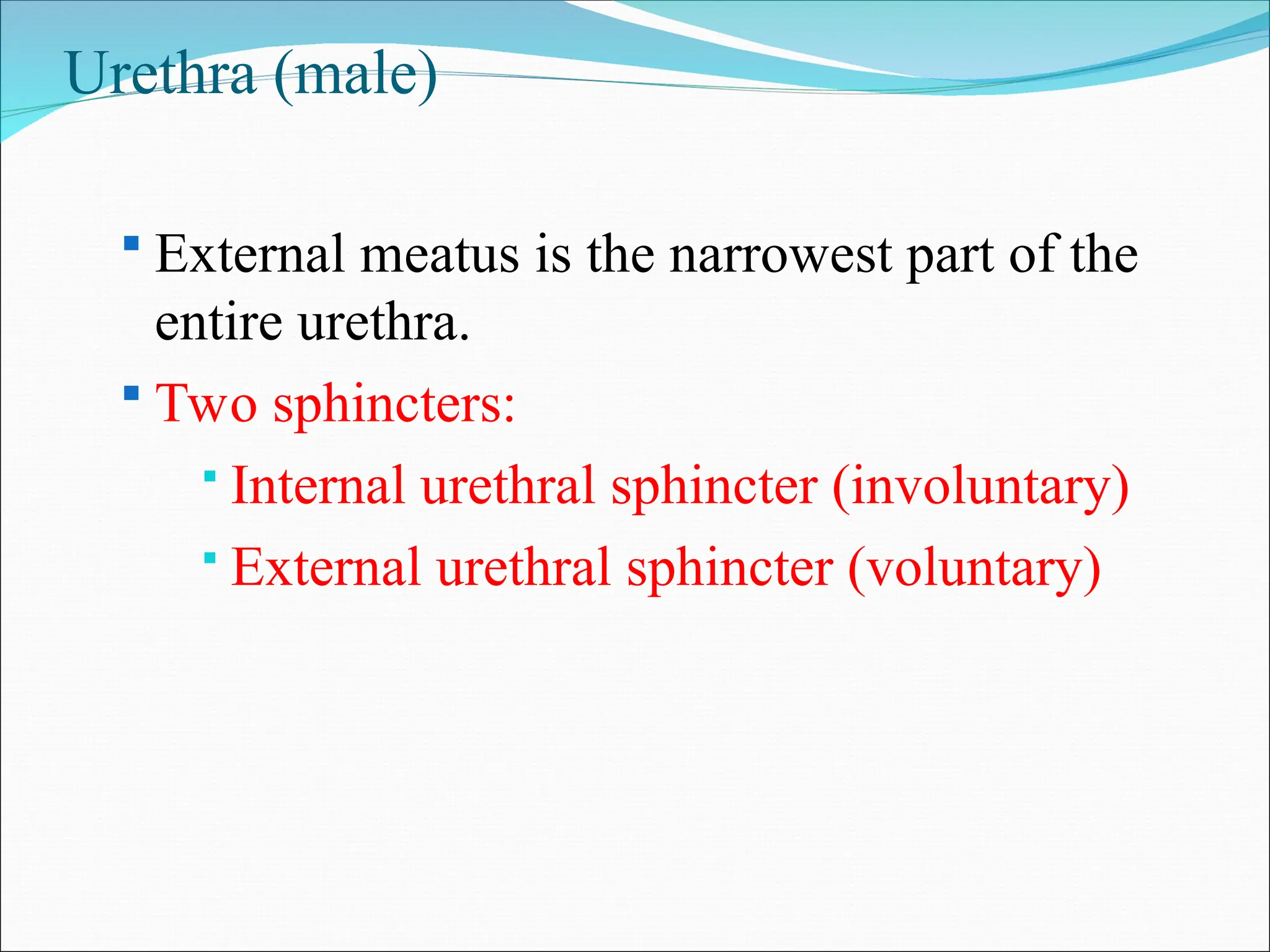 Anatomy of Male and Female Urethra - A Brief | PPT