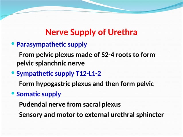 Anatomy of Male and Female Urethra - A Brief | PPT