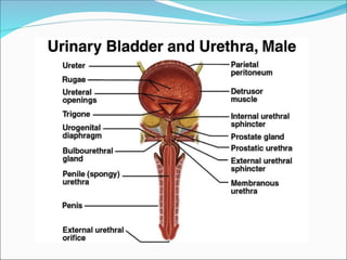 Anatomy of Male and Female Urethra - A Brief | PPT