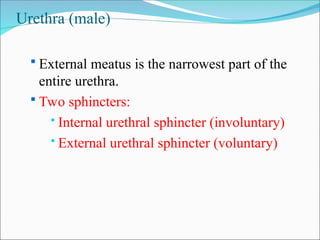Anatomy of Male and Female Urethra - A Brief | PPT