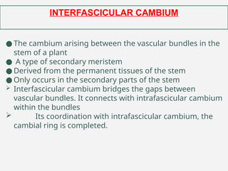 Anatomy- Cambium: Interfascicular and Intrafascicular Cambium | PPTX