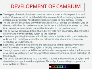 Anatomy- Cambium: Interfascicular and Intrafascicular Cambium | PPTX