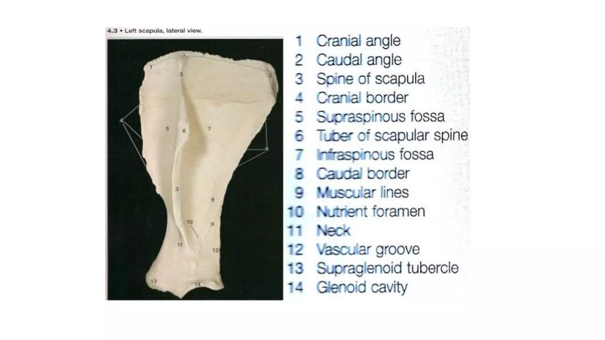 Anatomy-4; Scapula, Humerus.pptx