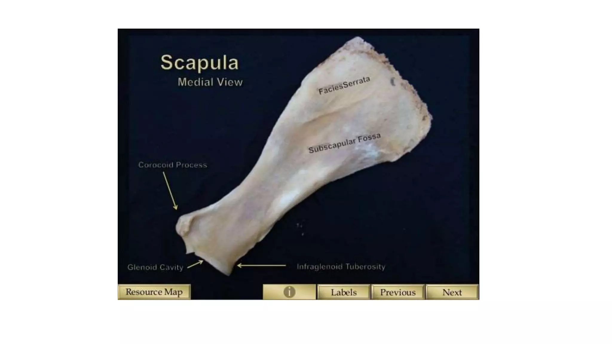 Anatomy-4; Scapula, Humerus.pptx