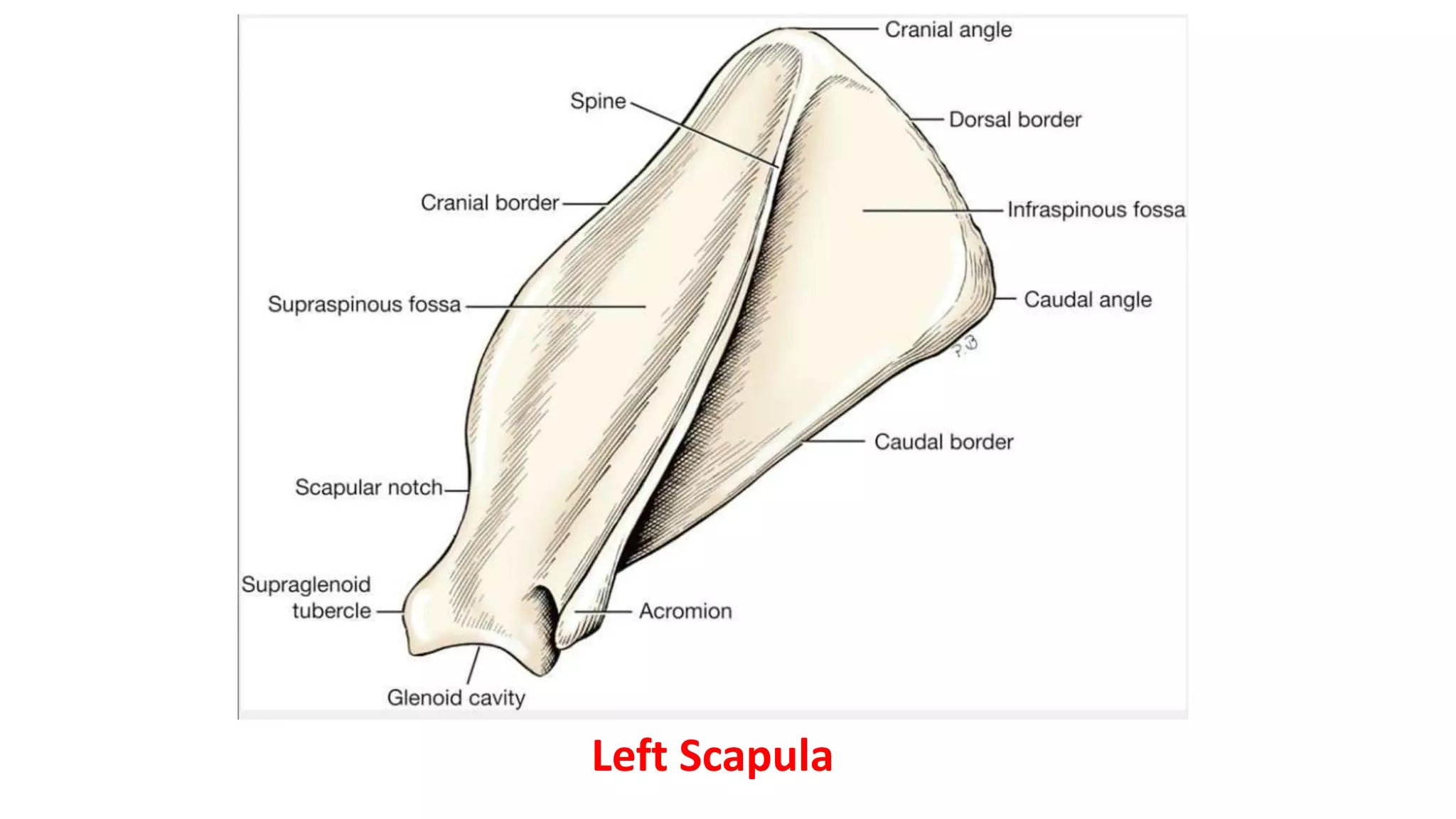 Anatomy-4; Scapula, Humerus.pptx