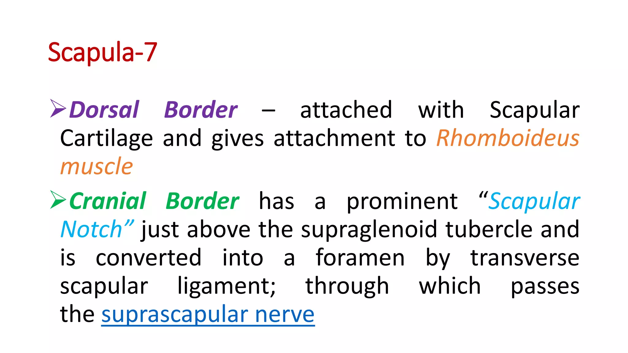 Anatomy-4; Scapula, Humerus.pptx
