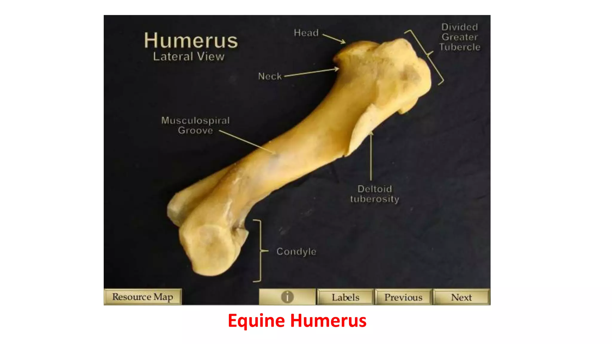 Anatomy-4; Scapula, Humerus.pptx
