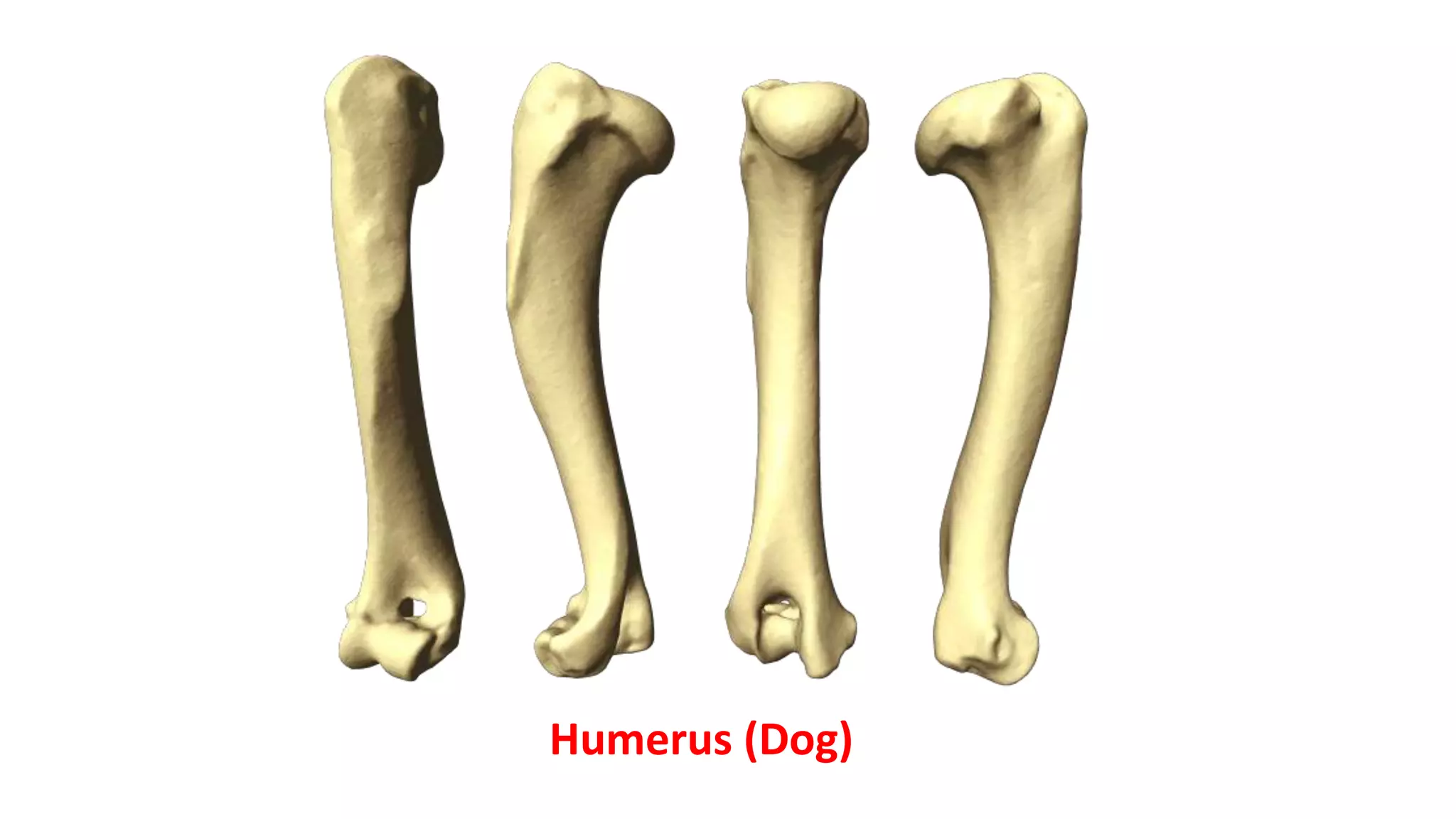 Anatomy-4; Scapula, Humerus.pptx