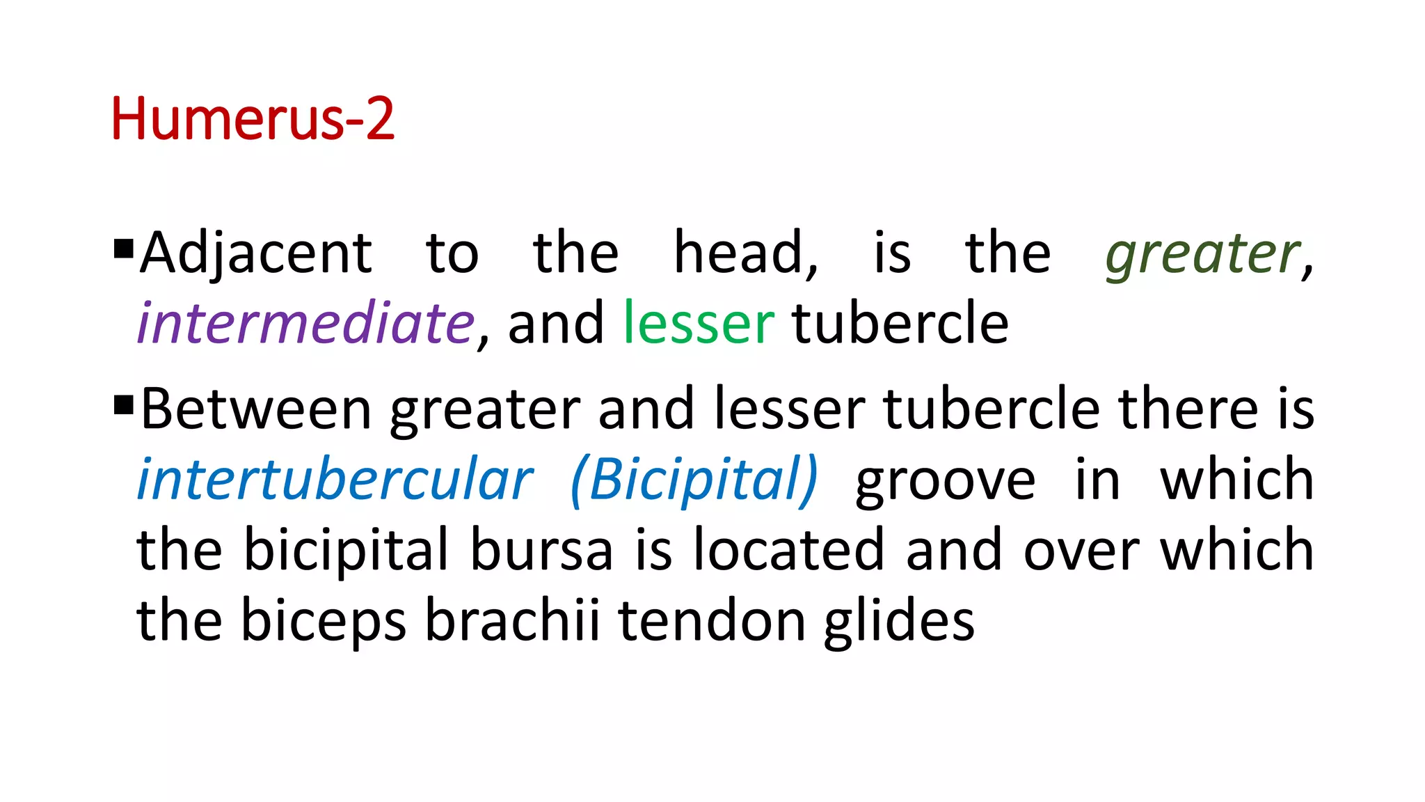 Anatomy-4; Scapula, Humerus.pptx
