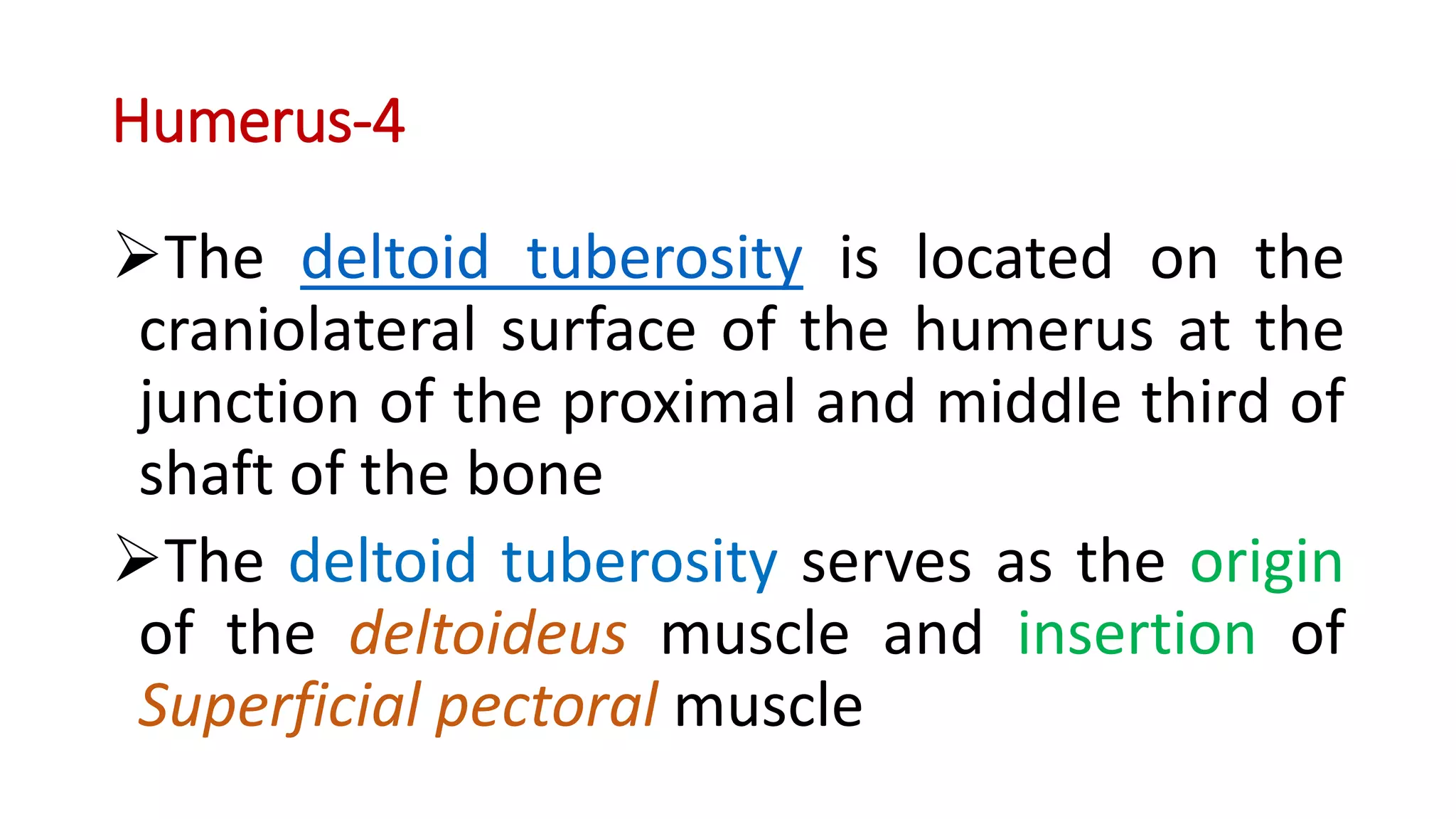 Anatomy-4; Scapula, Humerus.pptx