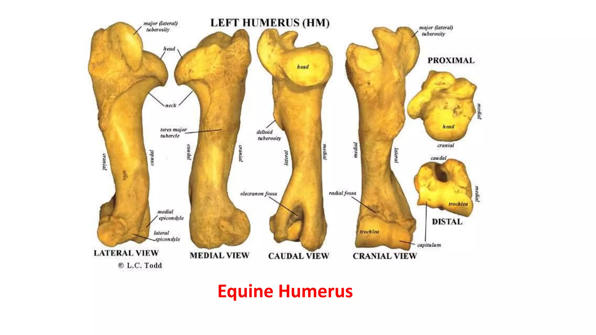 Anatomy-4; Scapula, Humerus.pptx