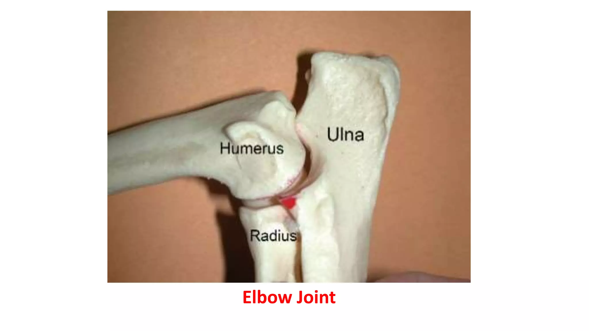 Anatomy-4; Scapula, Humerus.pptx