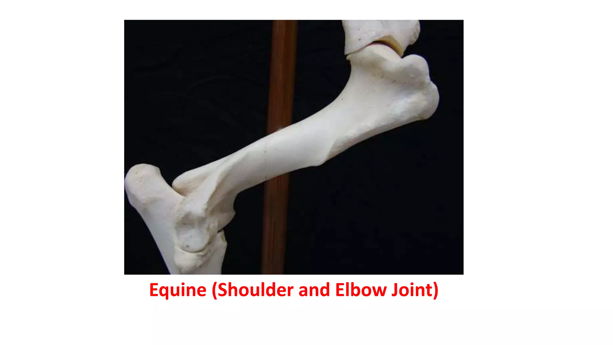 Anatomy-4; Scapula, Humerus.pptx