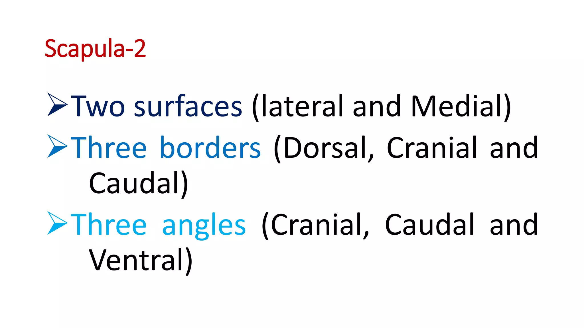 Anatomy-4; Scapula, Humerus.pptx