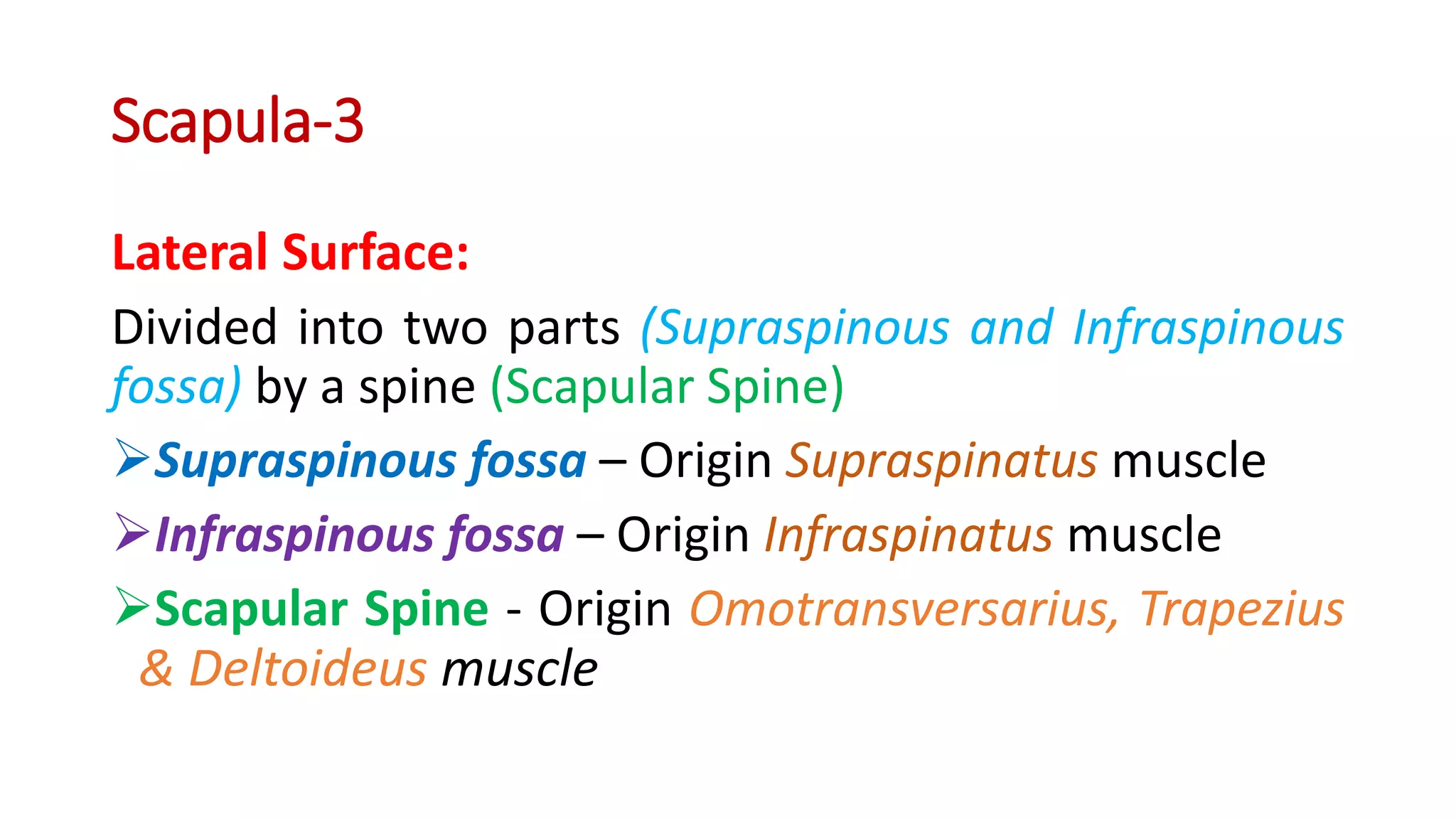 Anatomy-4; Scapula, Humerus.pptx