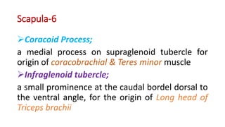 Anatomy-4; Scapula, Humerus.pptx