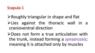 Anatomy-4; Scapula, Humerus.pptx