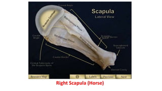 Anatomy-4; Scapula, Humerus.pptx
