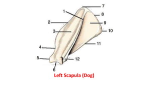 Anatomy-4; Scapula, Humerus.pptx