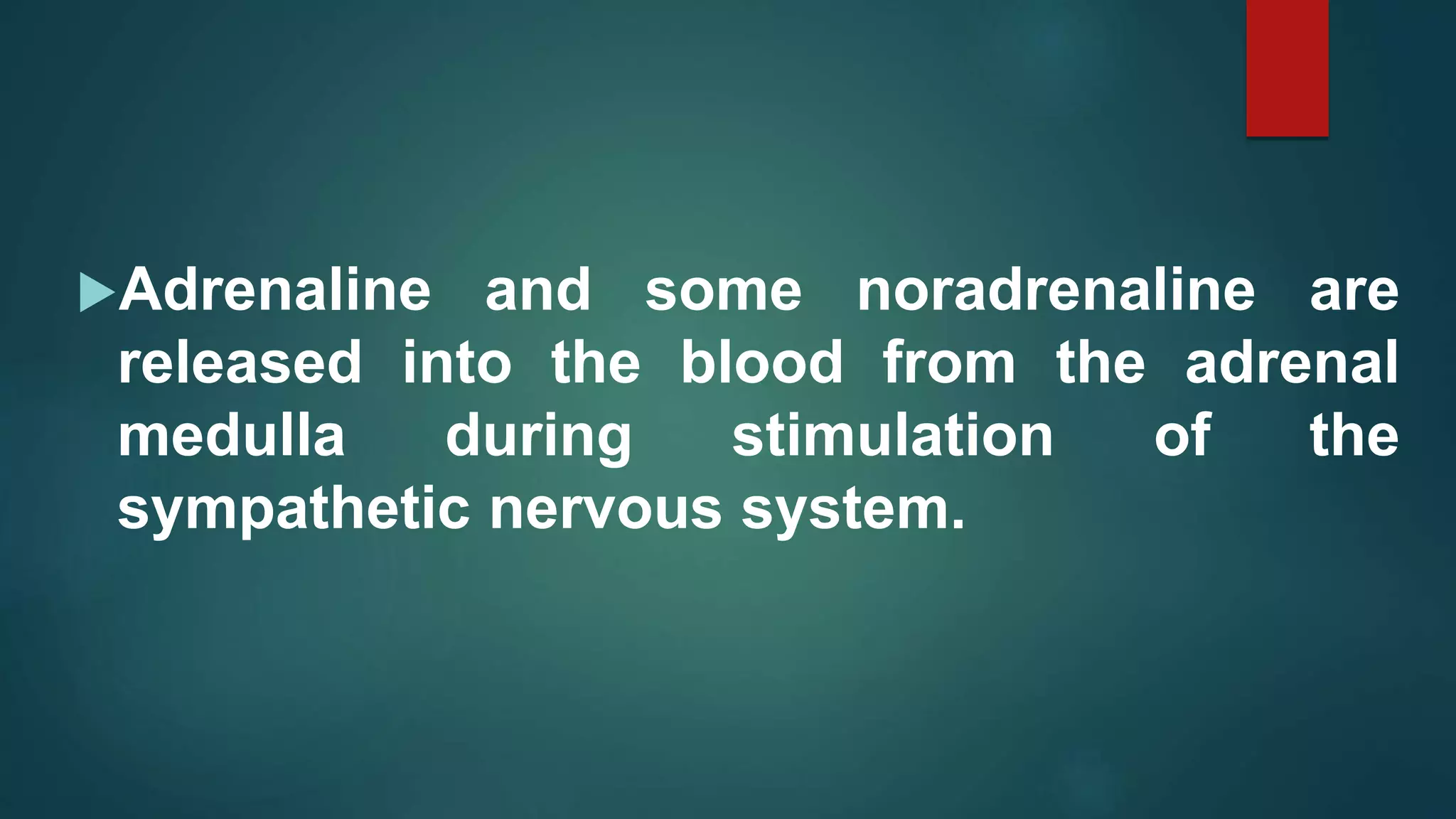 Anatomy -Adrenal glands(Supra Renal) | PPTX