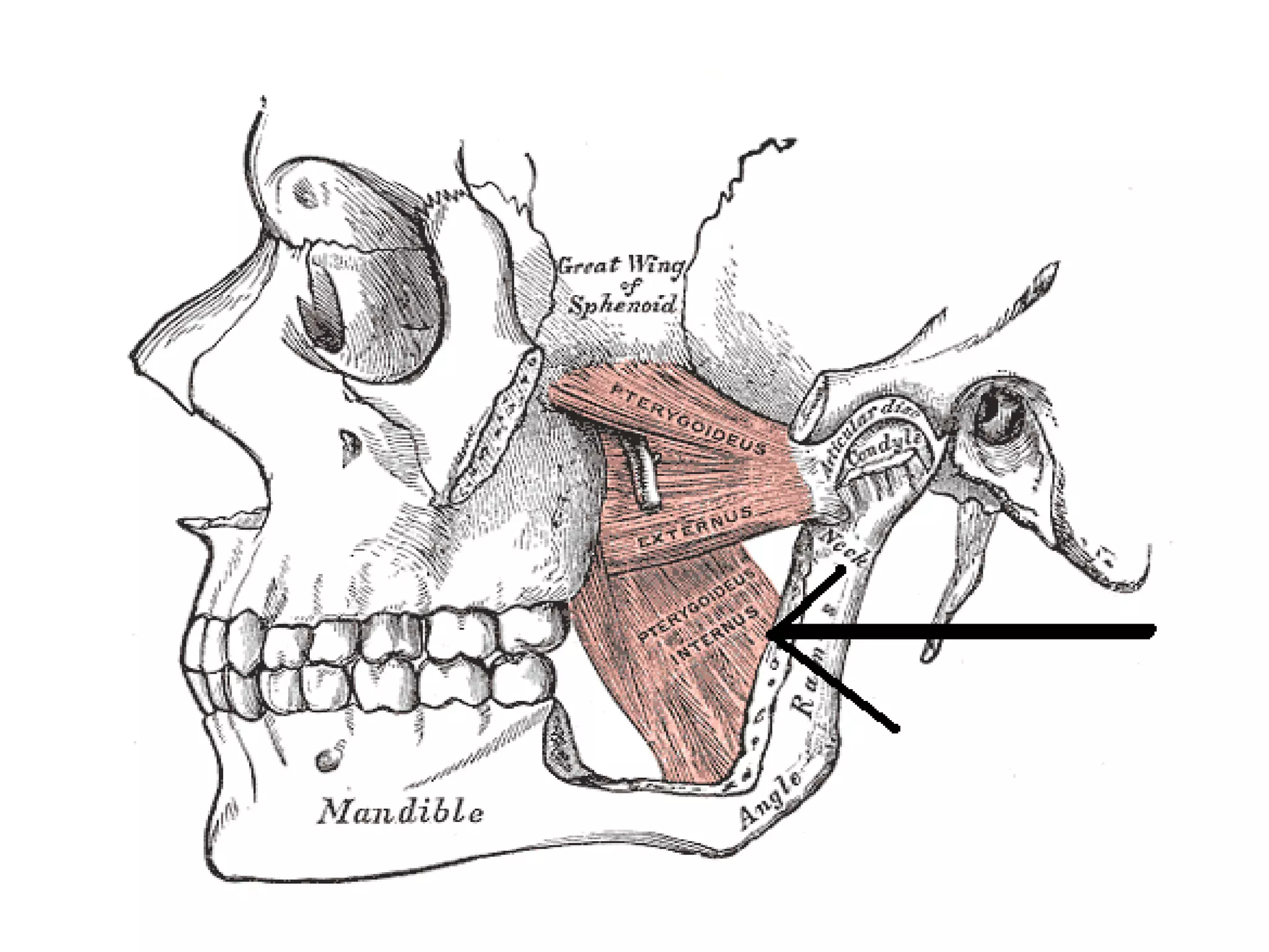 Anatomy and-fractures-of-the-mandible | PPT