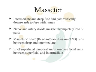 Anatomy and-fractures-of-the-mandible | PPT