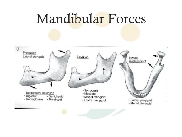 Dog Upper Mandible