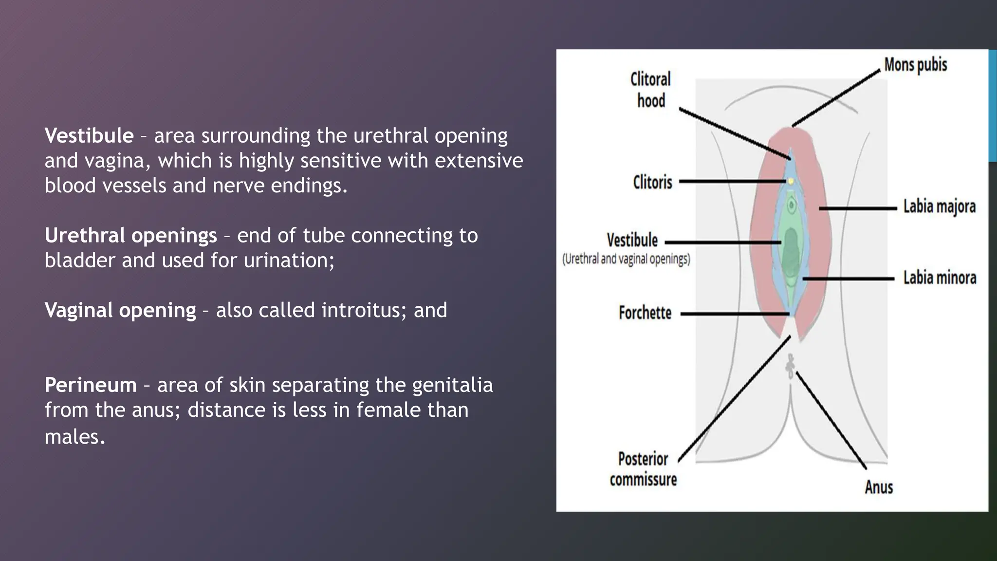 ANATOMY-AND-PHYSIOLOgy.pptx