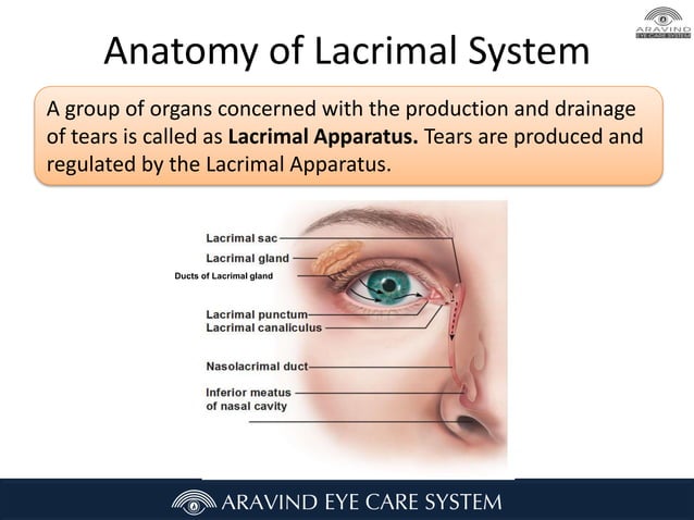Anatomy-and-Physiology-of-Lacrimal-System.pdf