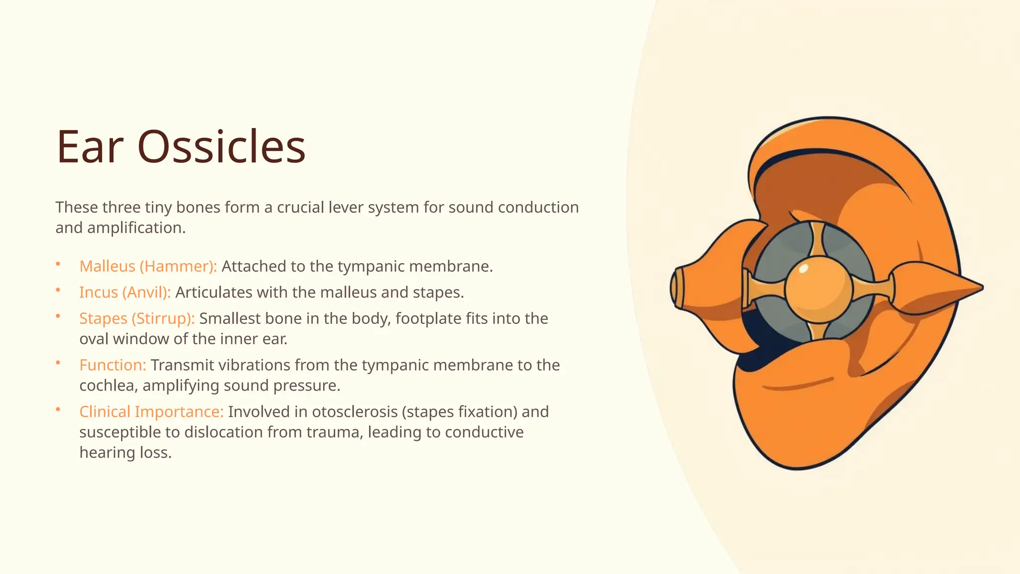 Anatomy-and-Physiology-of-Middle-Ear-Structures (1).pptx