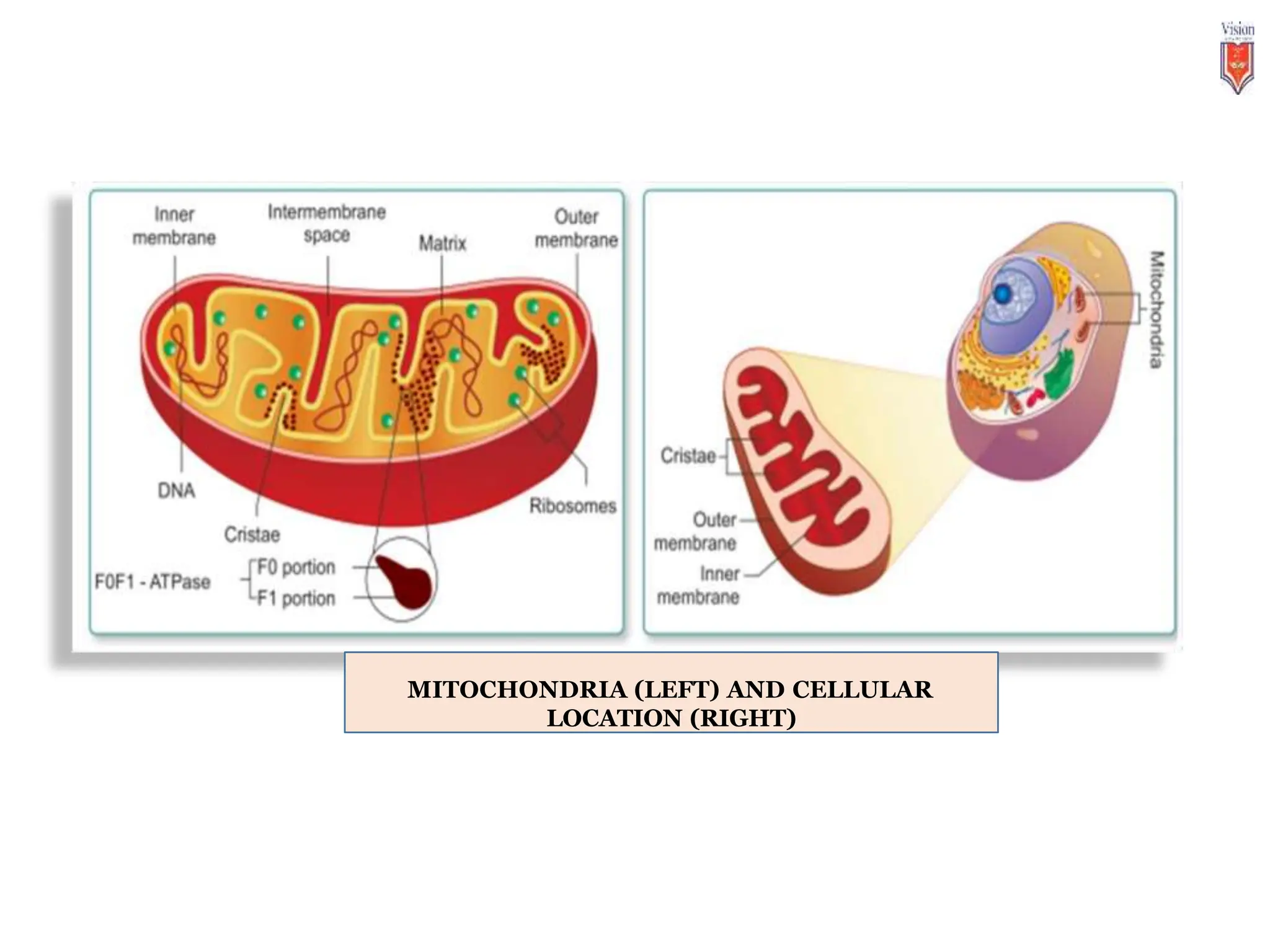 ANATOMY-AND-PHYSIOLOGY CELL STRUCTURE AND FUNCTIONS | PPT