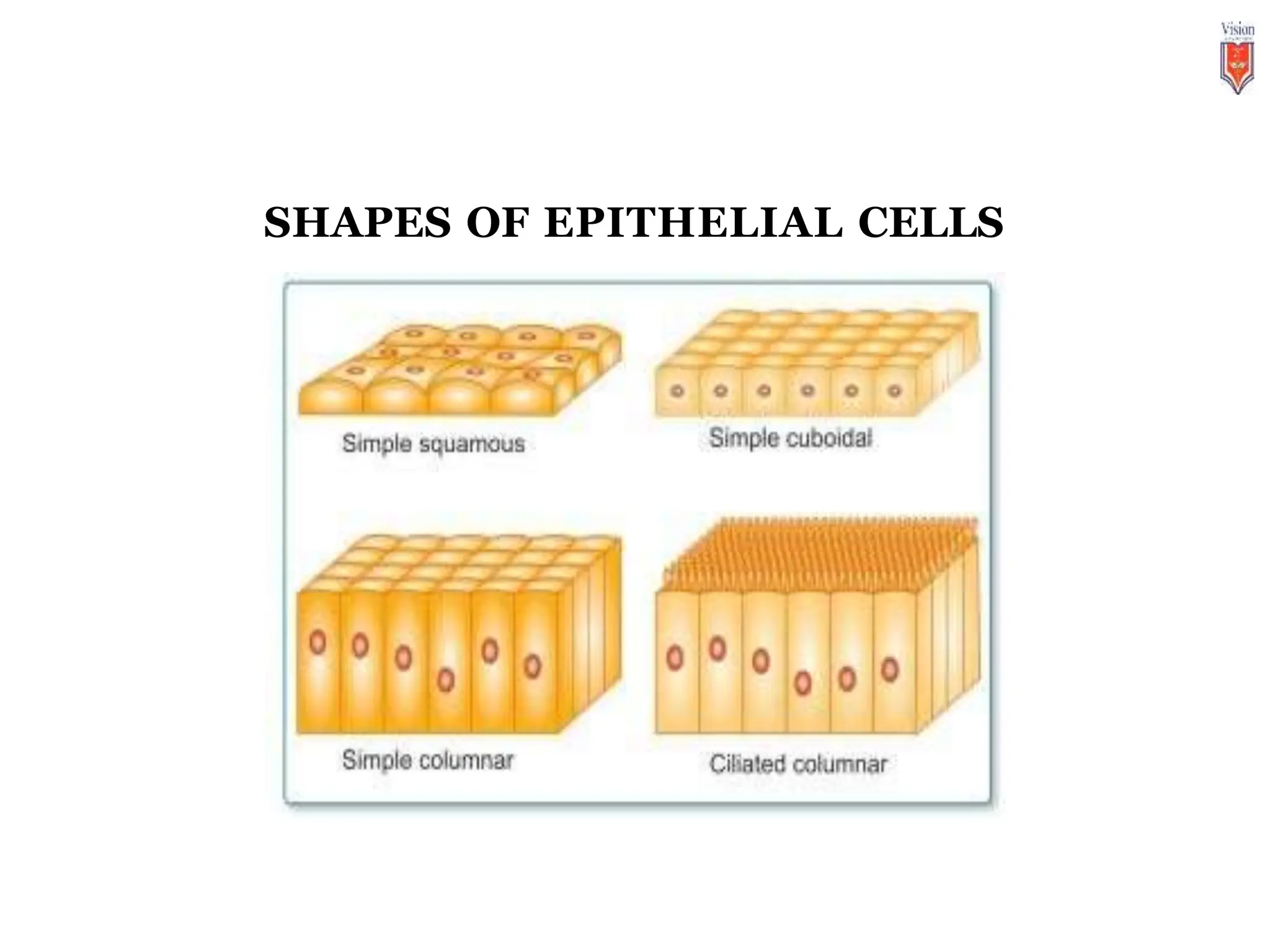 ANATOMY-AND-PHYSIOLOGY CELL STRUCTURE AND FUNCTIONS | PPTX
