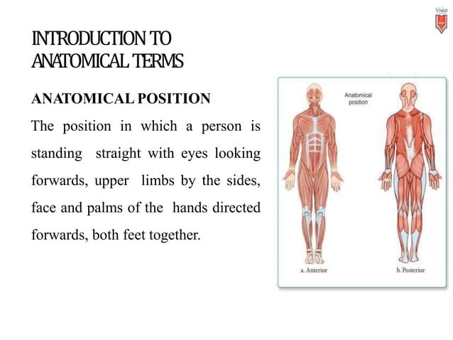 ANATOMY-AND-PHYSIOLOGY CELL STRUCTURE AND FUNCTIONS | PPT