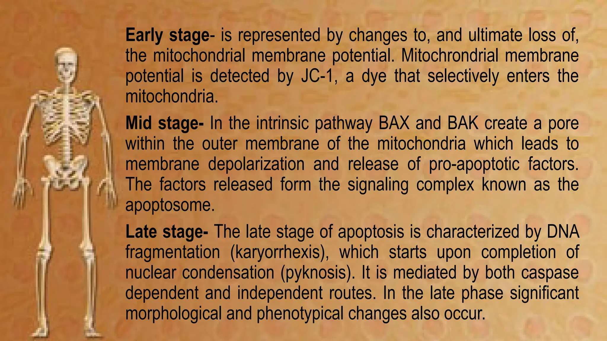Anatomy-and-Physiology-unit-2.pppppppptx | PPT